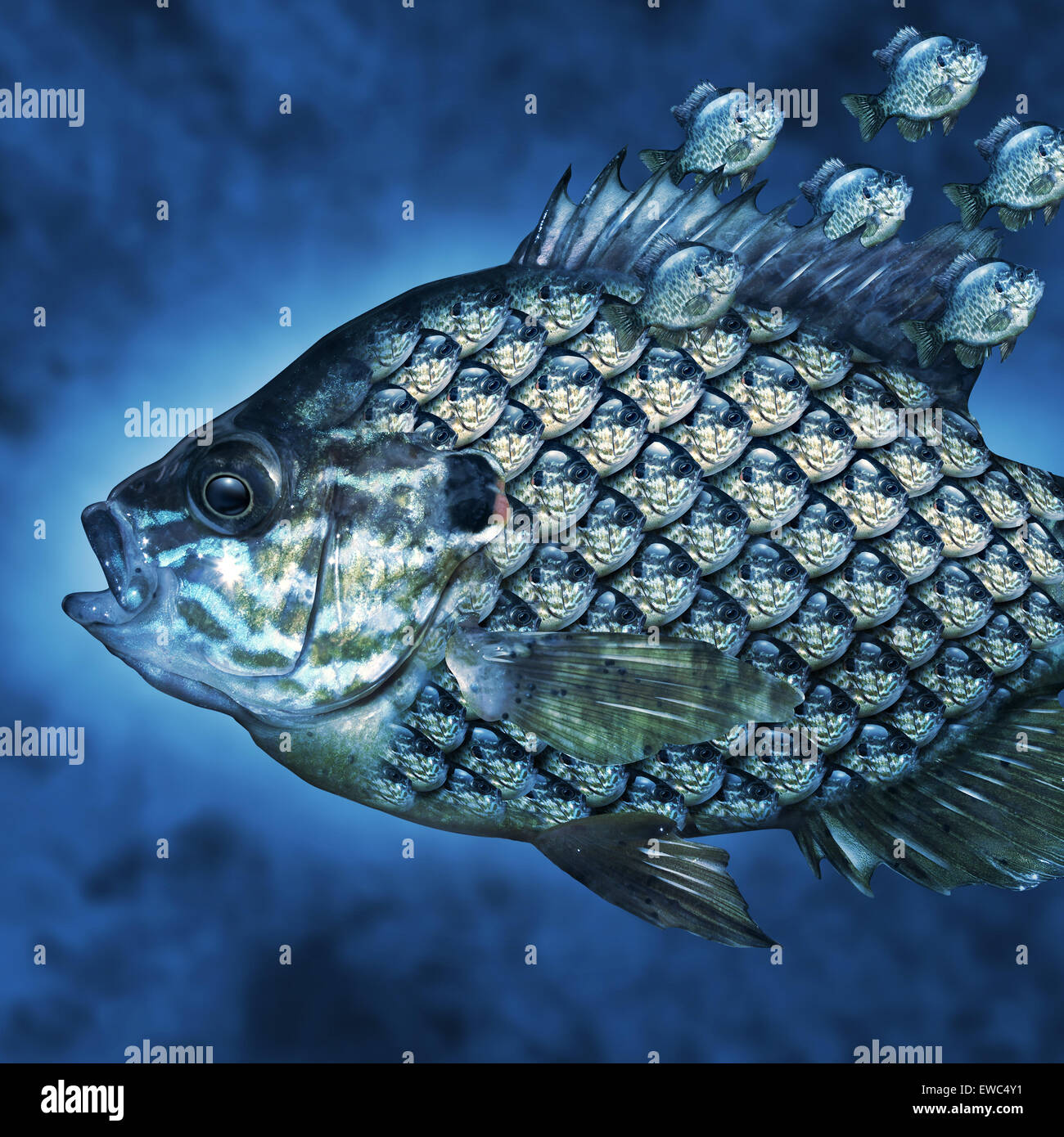 Micro fish scales hi-res stock photography and images - Alamy