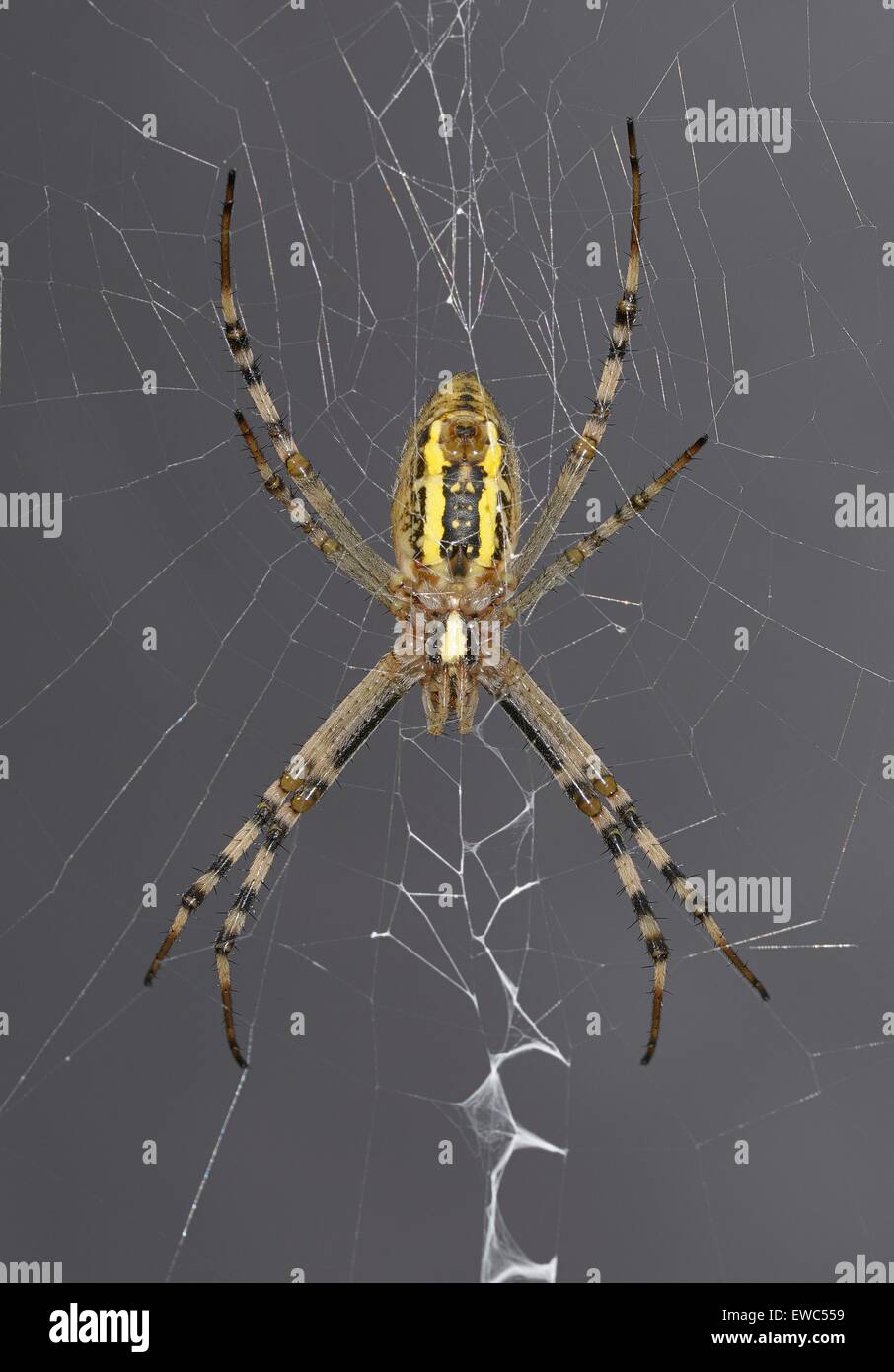 Female Wasp Spider seen from below Stock Photo - Alamy