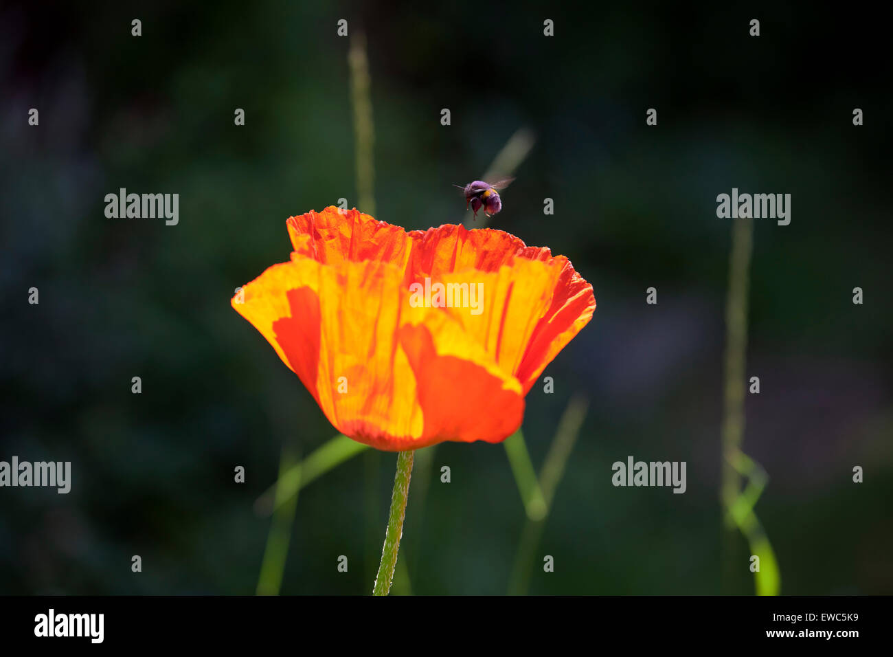 Bumble bee flying flower poppy hi-res stock photography and images - Alamy