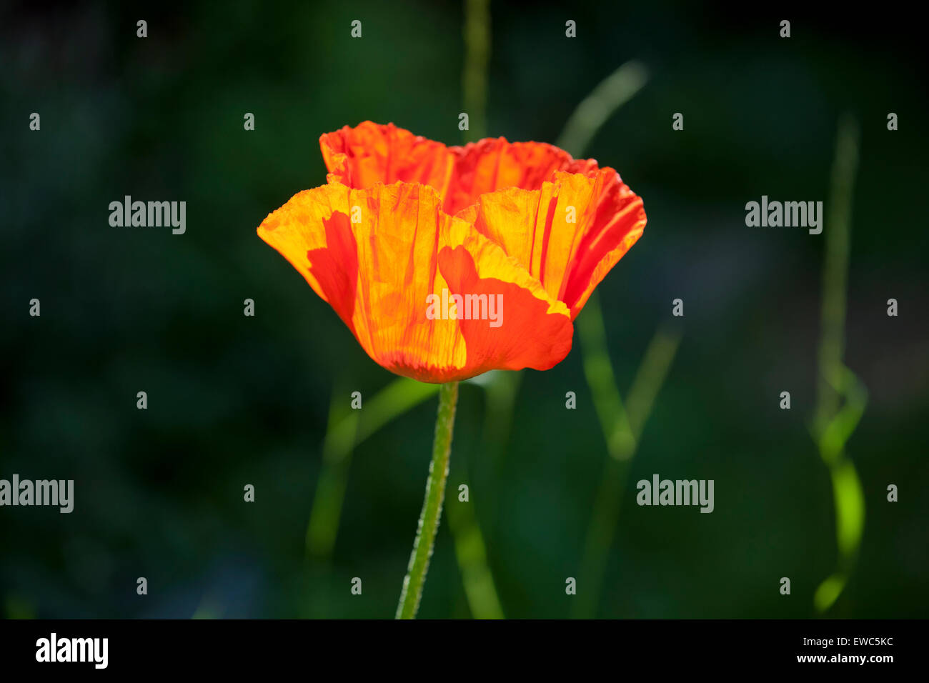 An oriental poppy in full bloom Stock Photo - Alamy
