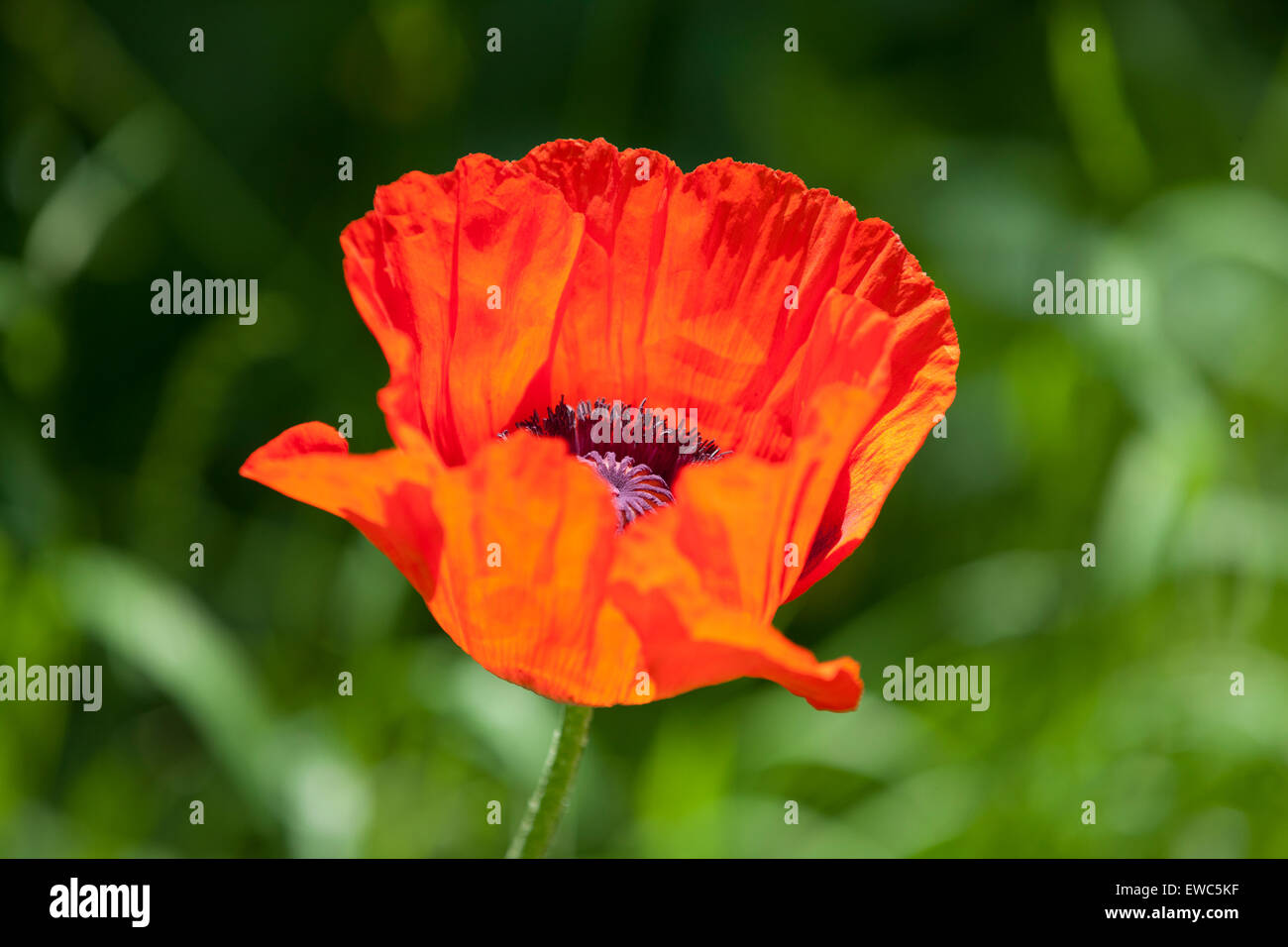 An oriental poppy in full bloom Stock Photo - Alamy