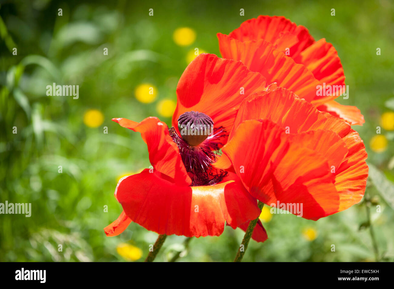 Closeup side view oriental hi-res stock photography and images - Alamy