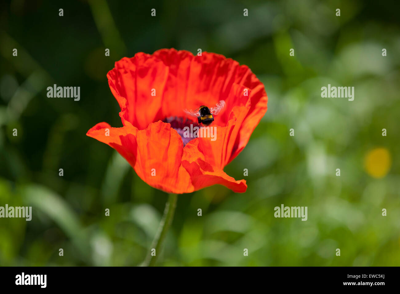 Bumble bee side view hi-res stock photography and images - Alamy