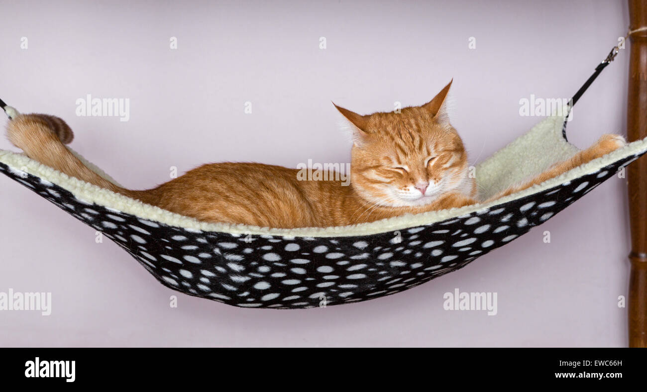 Happy ginger cat sleep in a fur hammock Stock Photo - Alamy