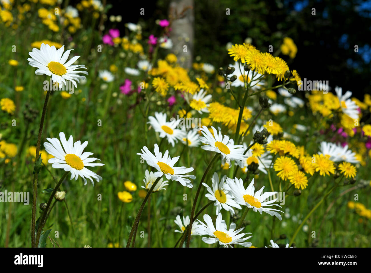 Roadside wild flowers hi-res stock photography and images - Alamy