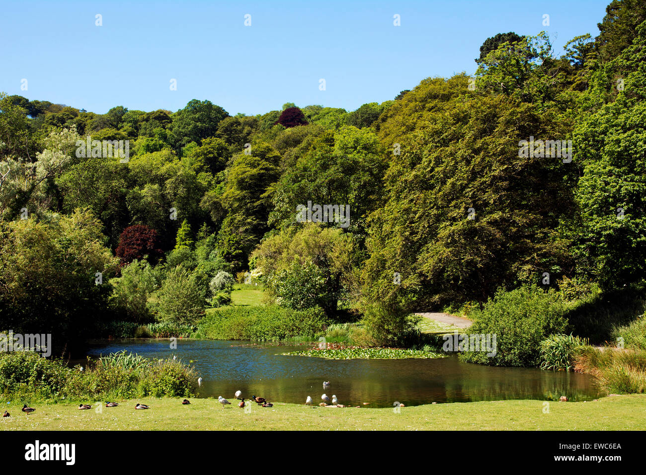 Mount edgcumbe country park hi-res stock photography and images - Alamy