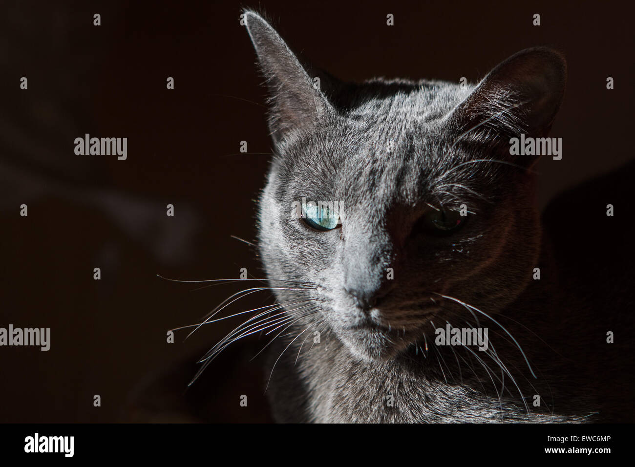 Portrait of grey siamese cat with blue eyes Stock Photo - Alamy