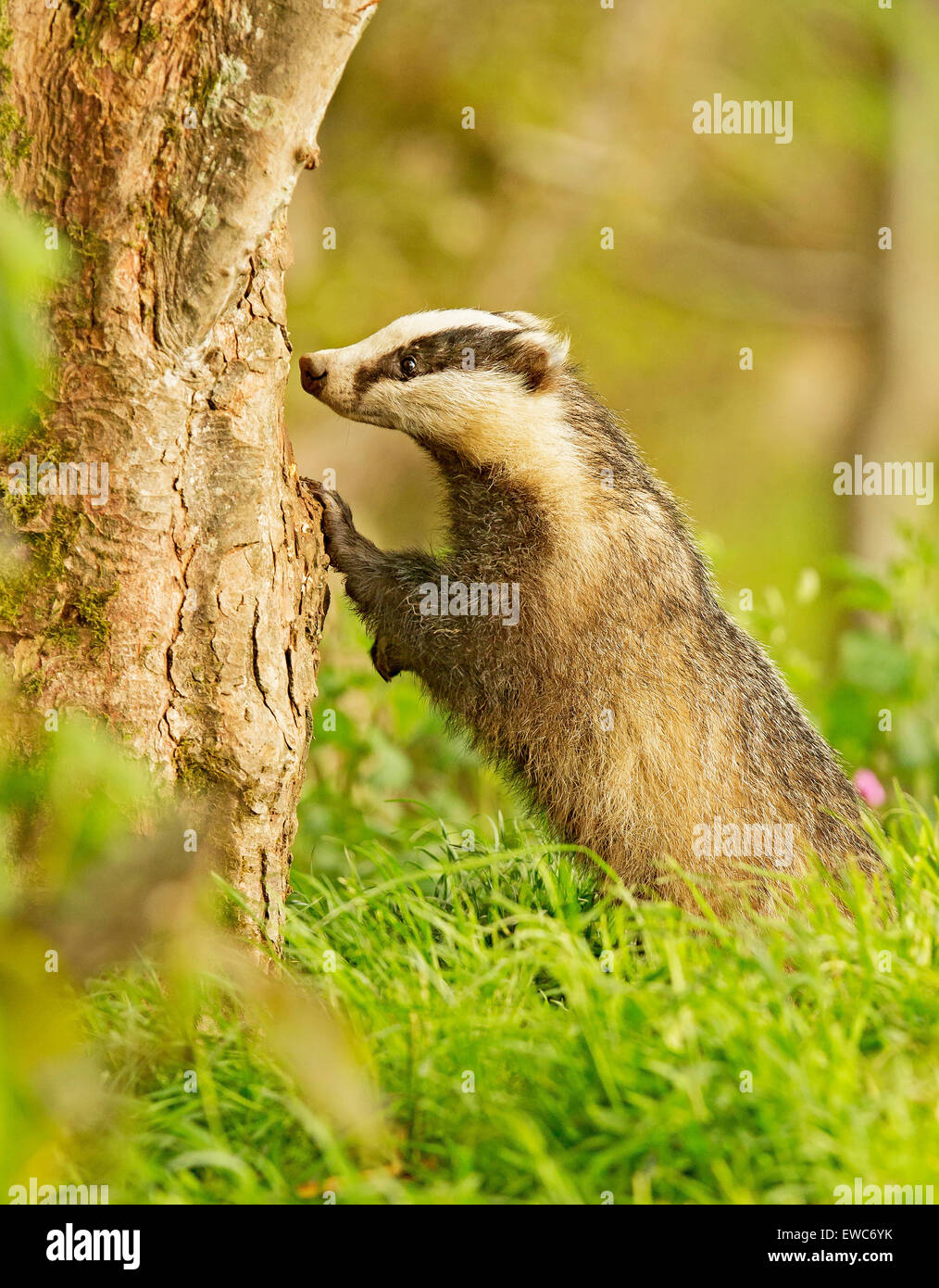 European Badger in the wildwoods Stock Photo - Alamy