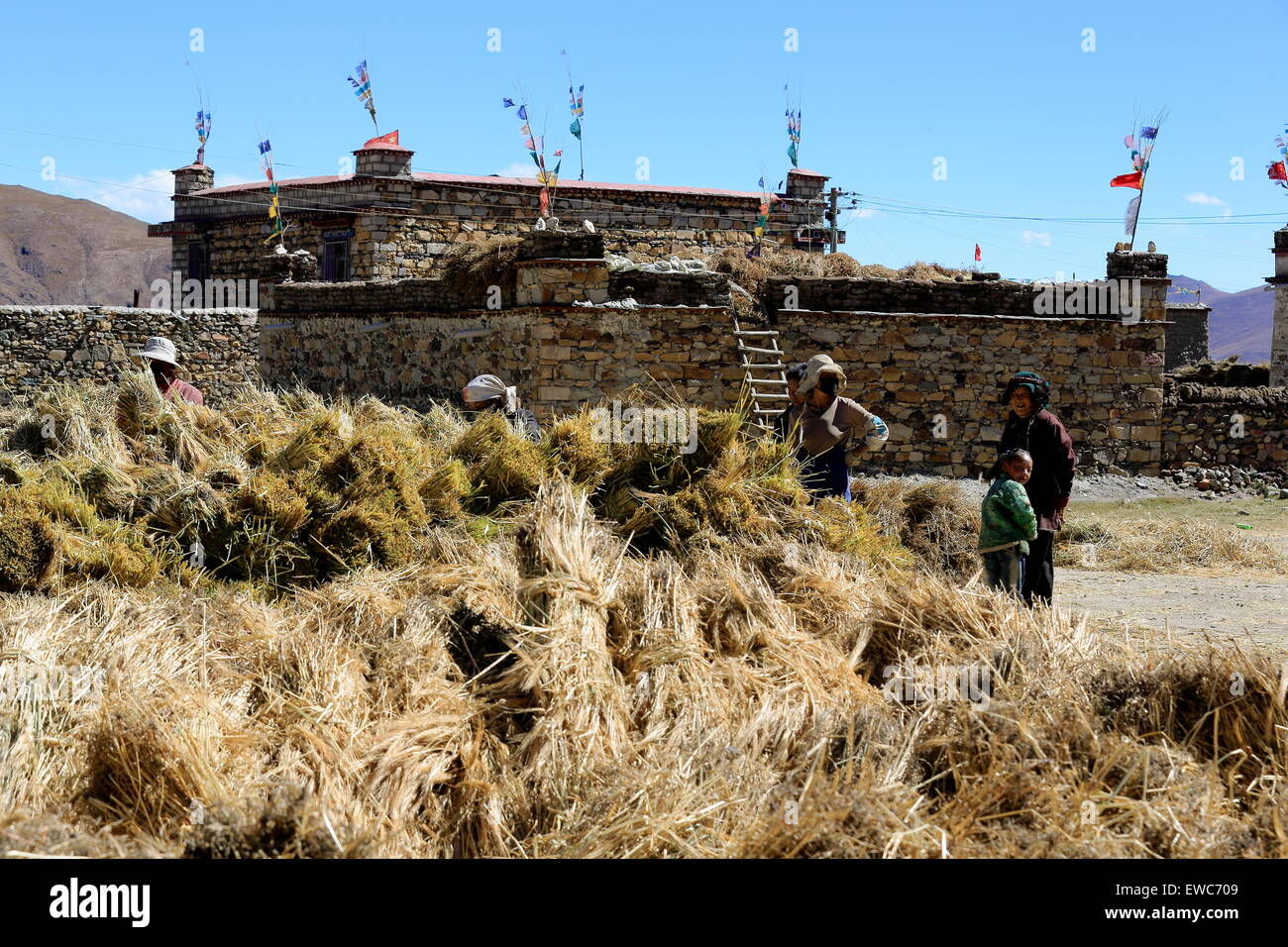 Tibet china agriculture farming hi-res stock photography and images - Alamy
