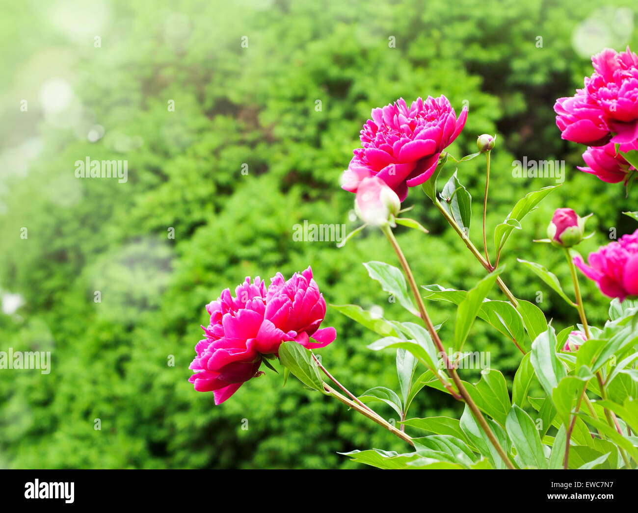 Beautiful Peonies on blurred garden background Stock Photo - Alamy