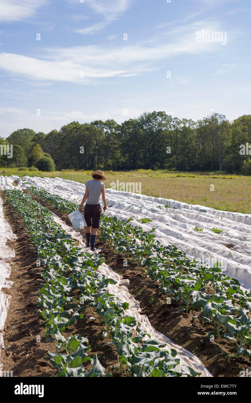 Field of Asian greens Stock Photo - Alamy