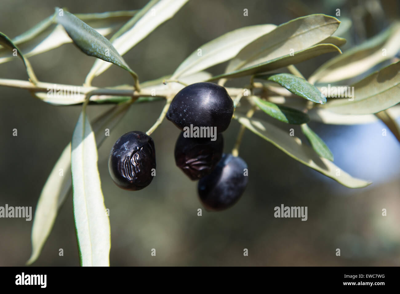 Black Ripe Olive on a tree branch Stock Photo - Alamy