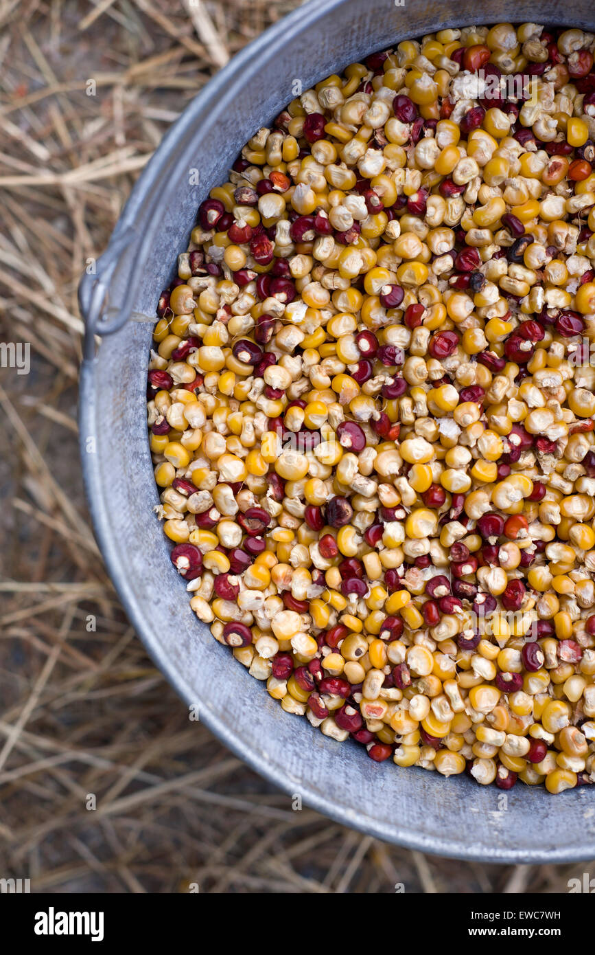 Heirloom corn hi-res stock photography and images - Alamy