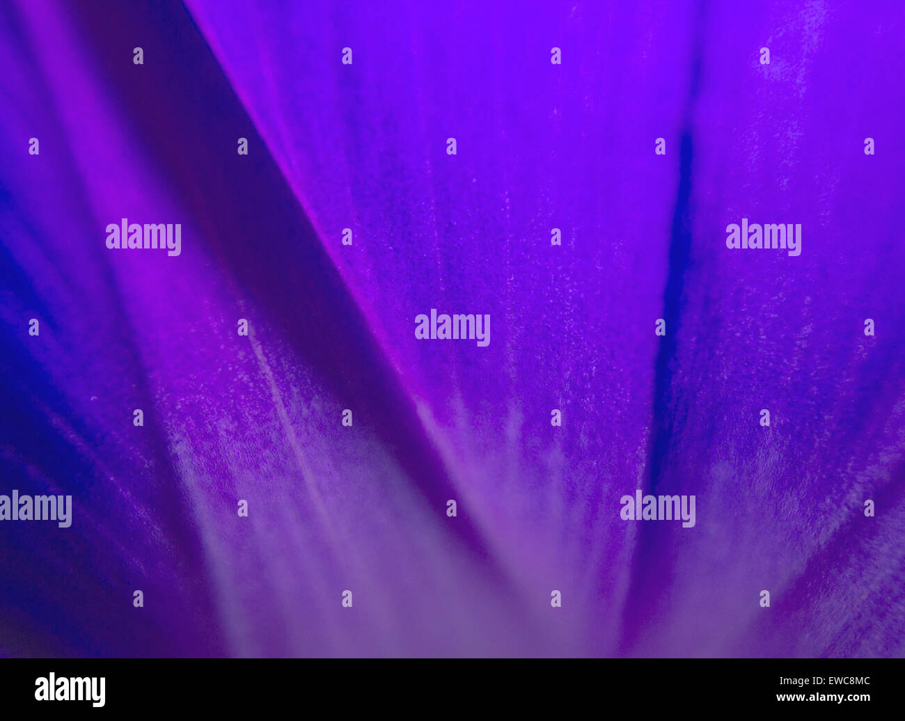 Spring flower texture hi-res stock photography and images - Alamy