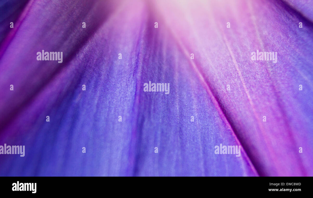 extreme close up shot of natural, violet flower texture. vivid petal ...