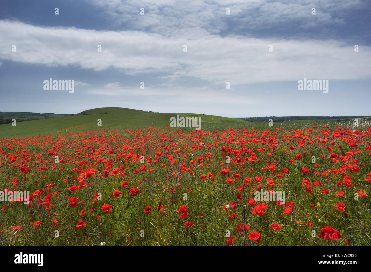 Blazing red poppy field in the South Downs, West Sussex Stock Photo - Alamy