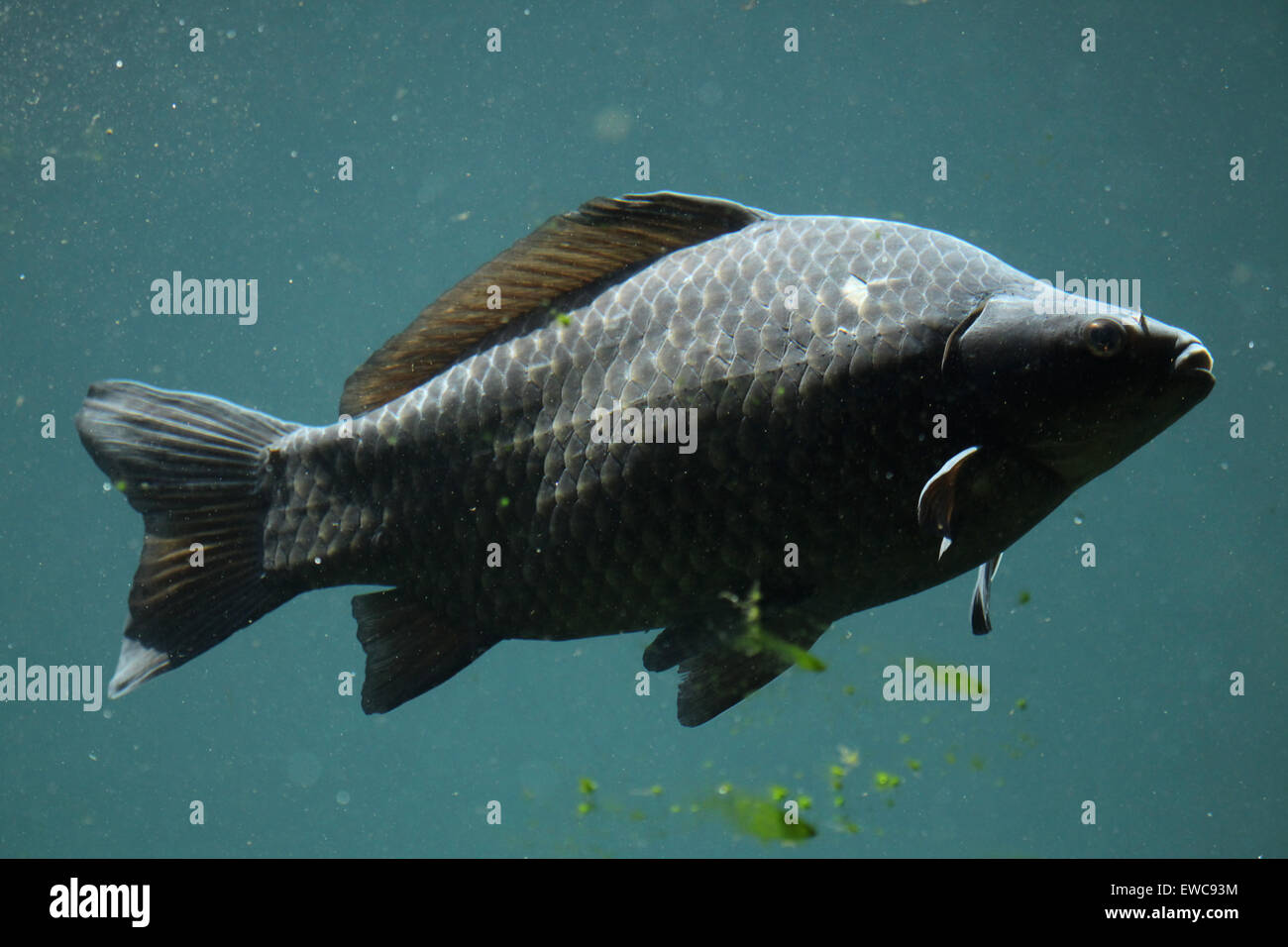 Wild common carp (Cyprinus carpio) at Schönbrunn Zoo in Vienna, Austria ...