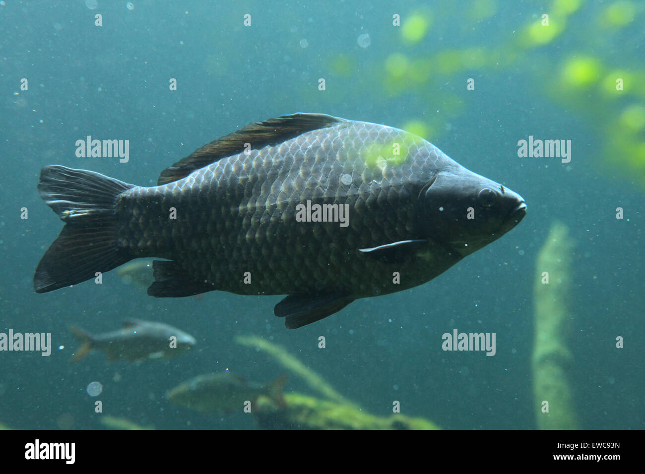 Wild common carp (Cyprinus carpio) at Schönbrunn Zoo in Vienna, Austria ...