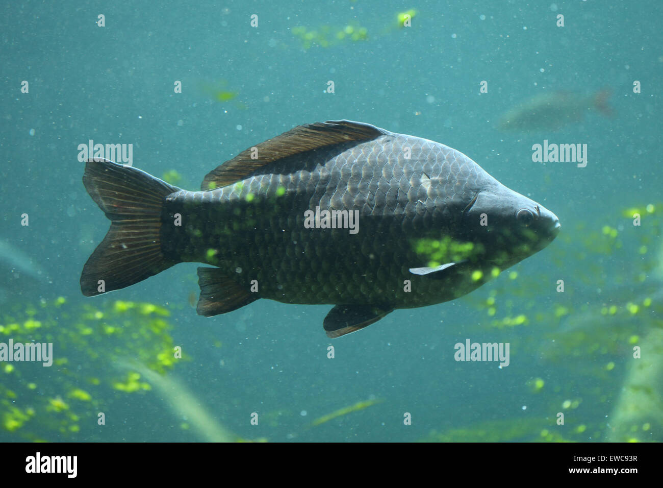 Wild common carp (Cyprinus carpio) at Schönbrunn Zoo in Vienna, Austria ...