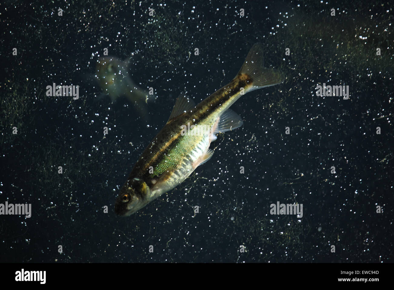 Common minnow (Phoxinus phoxinus) at Schönbrunn Zoo in Vienna, Austria ...
