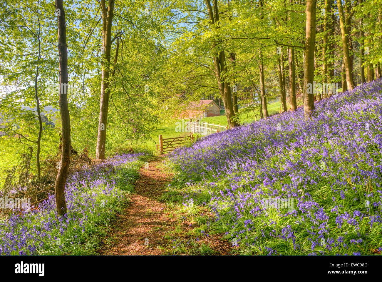 Bright woodland bluebells Stock Photo - Alamy