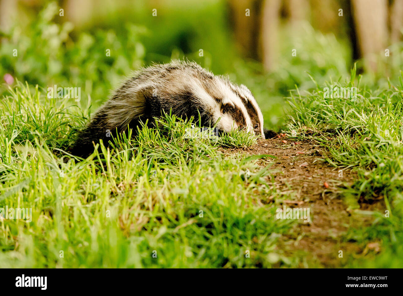 European Badger in the wildwoods Stock Photo - Alamy