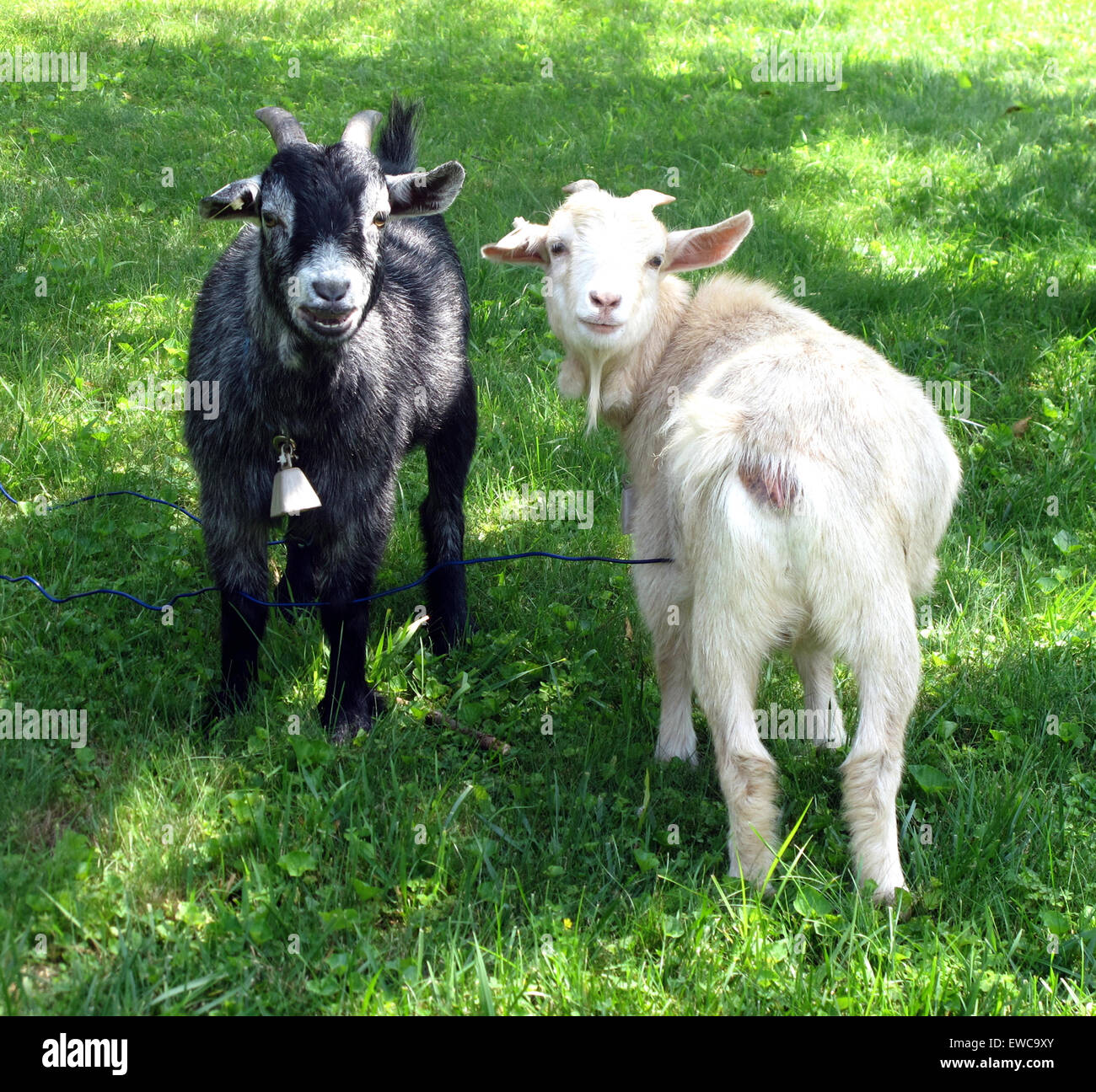 Black and white smiling goats Stock Photo - Alamy