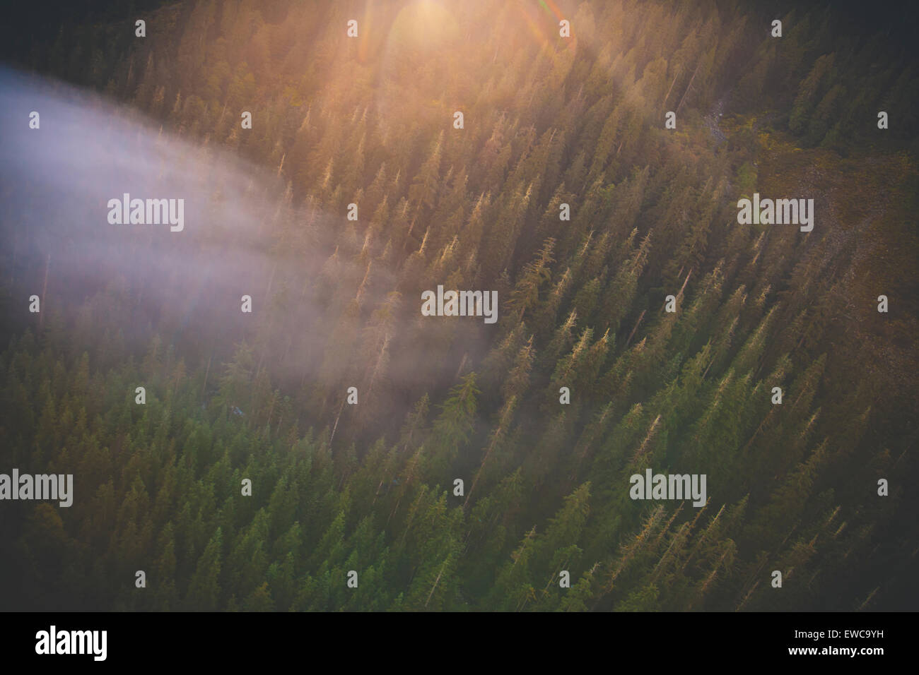 Morning sunlight illuminates a mature temperate rainforest Stock Photo ...
