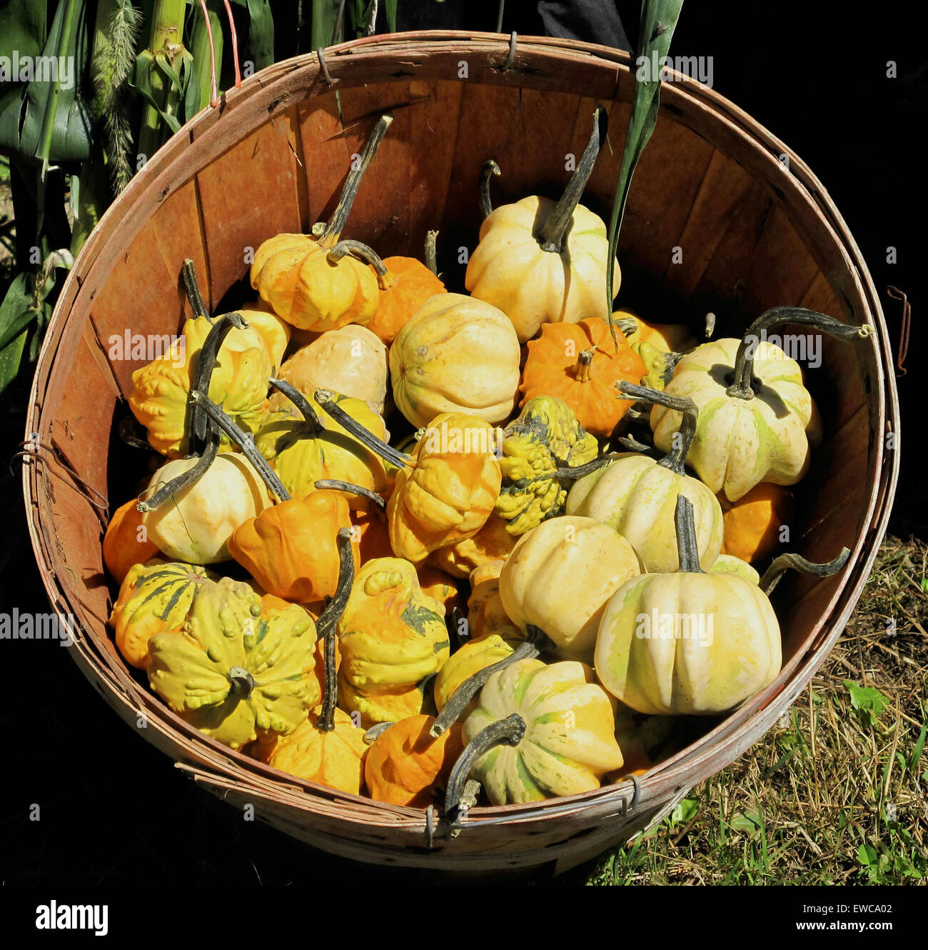 Squash in round wood barrel Stock Photo - Alamy