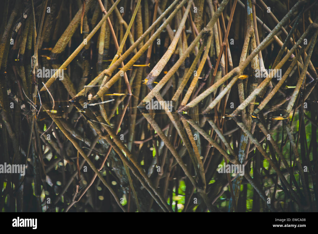 Mangrove root close up hi-res stock photography and images - Alamy