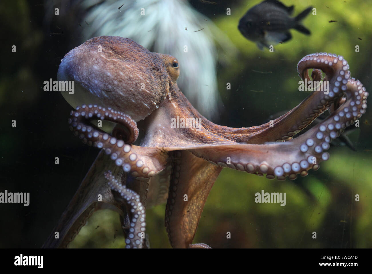 Common octopus (Octopus vulgaris) at Frankfurt Zoo in Frankfurt am Main ...