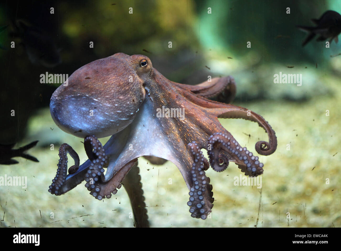 Common Octopus Swimming