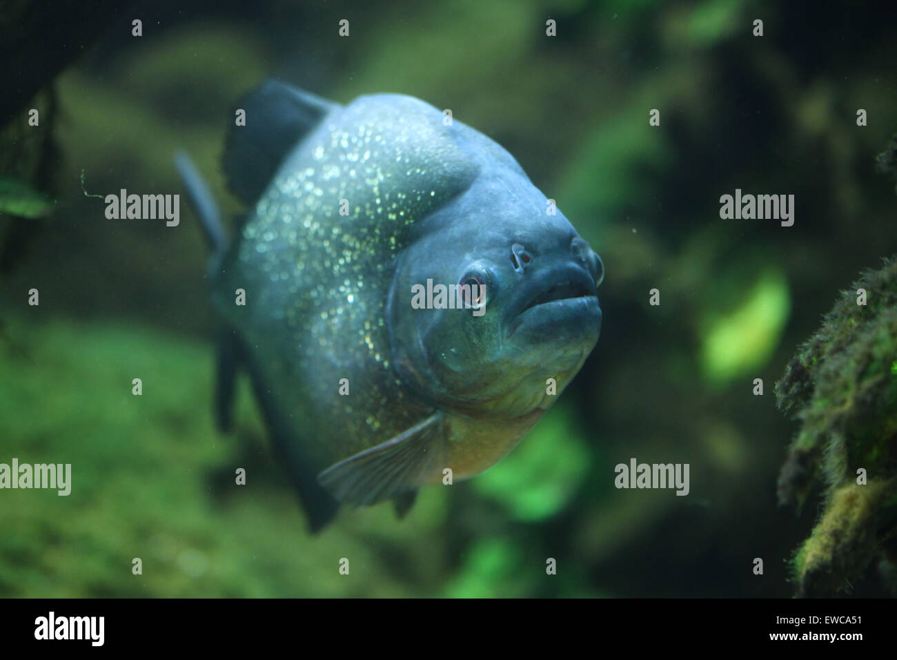 Piranha (Pygocentrus piraya), also known as the man-eating piranha ...