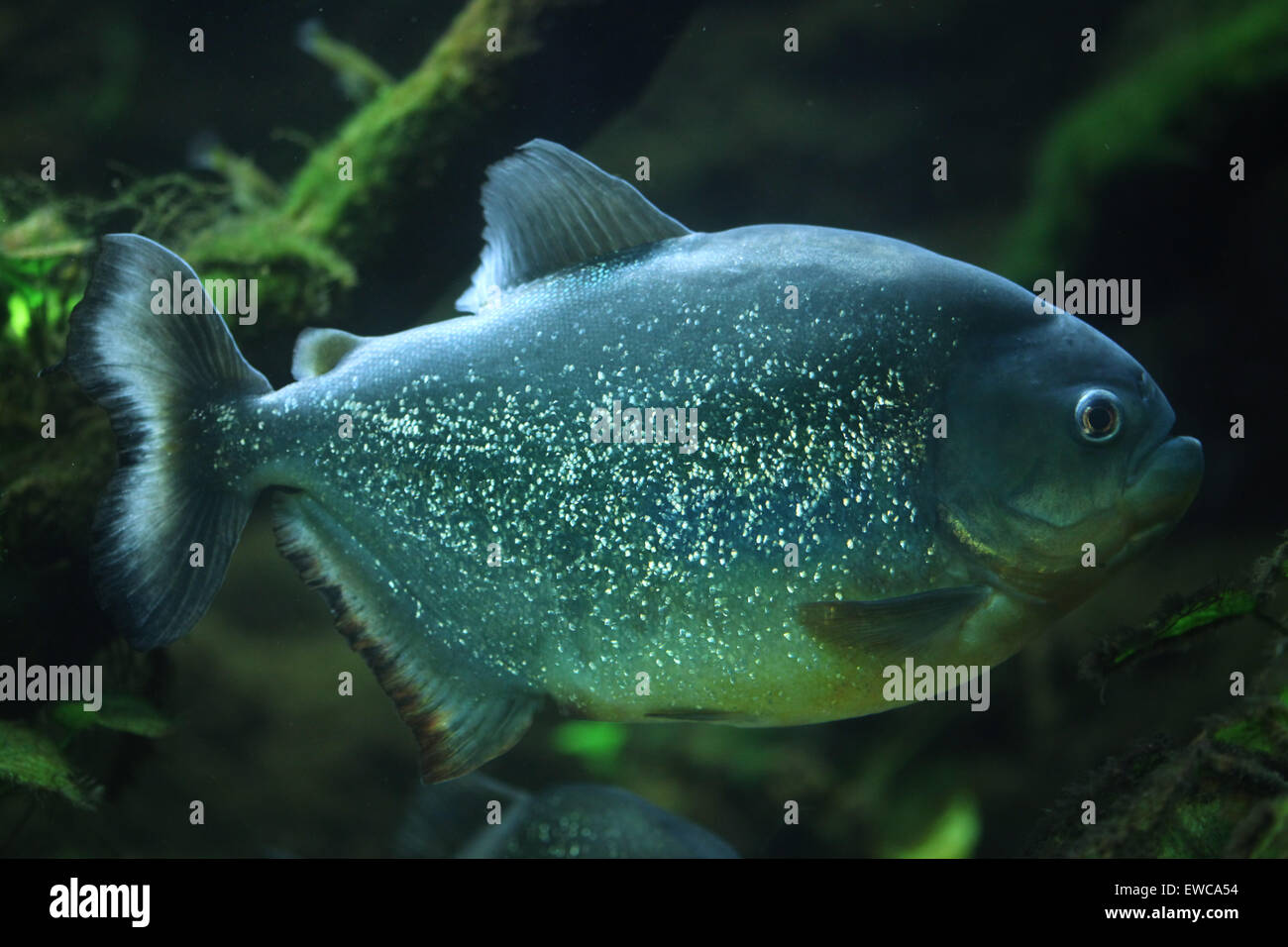 Piranha (Pygocentrus piraya), also known as the man-eating piranha ...