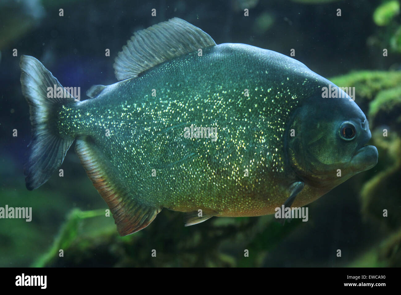 Piranha (Pygocentrus piraya), also known as the man-eating piranha ...