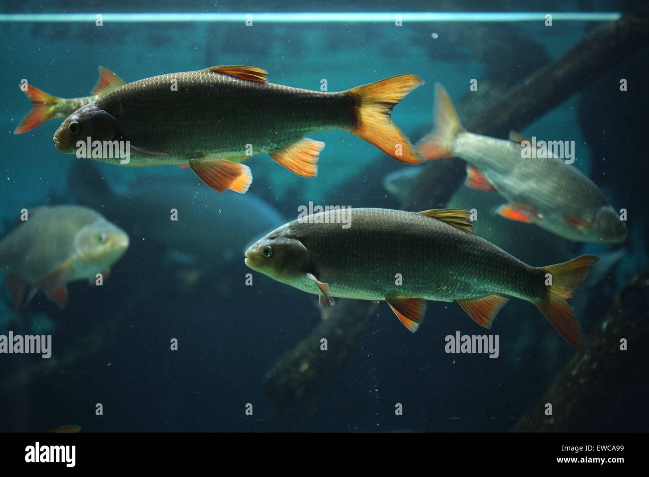 Common rudd (Scardinius erythropthalmus) at Frankfurt Zoo in Frankfurt ...