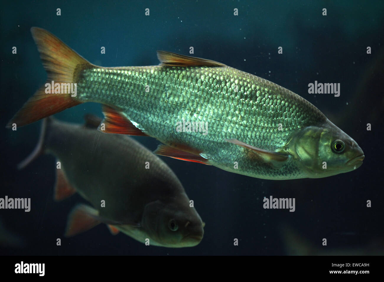 Common rudd (Scardinius erythropthalmus) at Frankfurt Zoo in Frankfurt ...