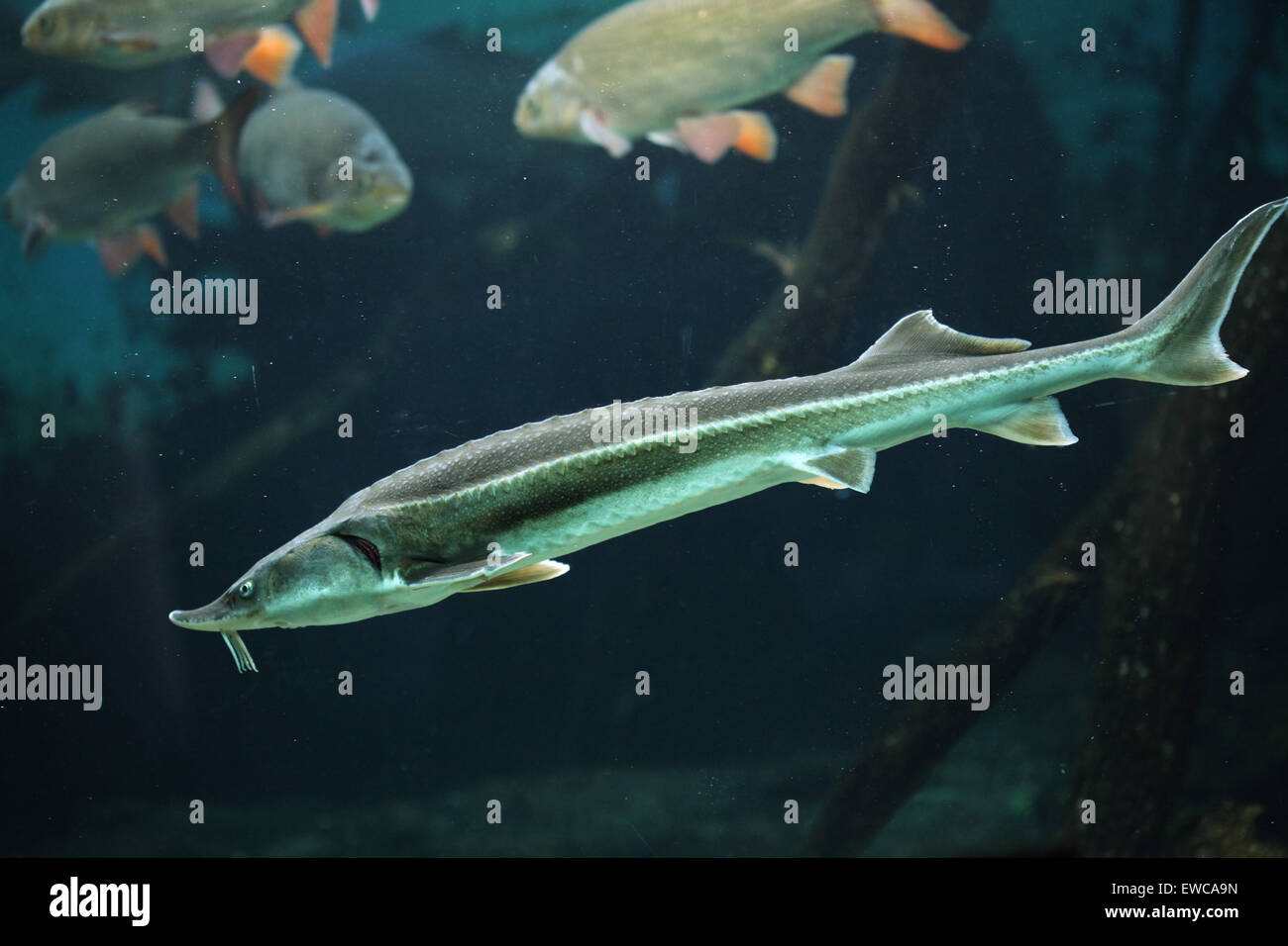 Sterlet (Acipenser ruthenus) at Frankfurt Zoo in Frankfurt am Main ...