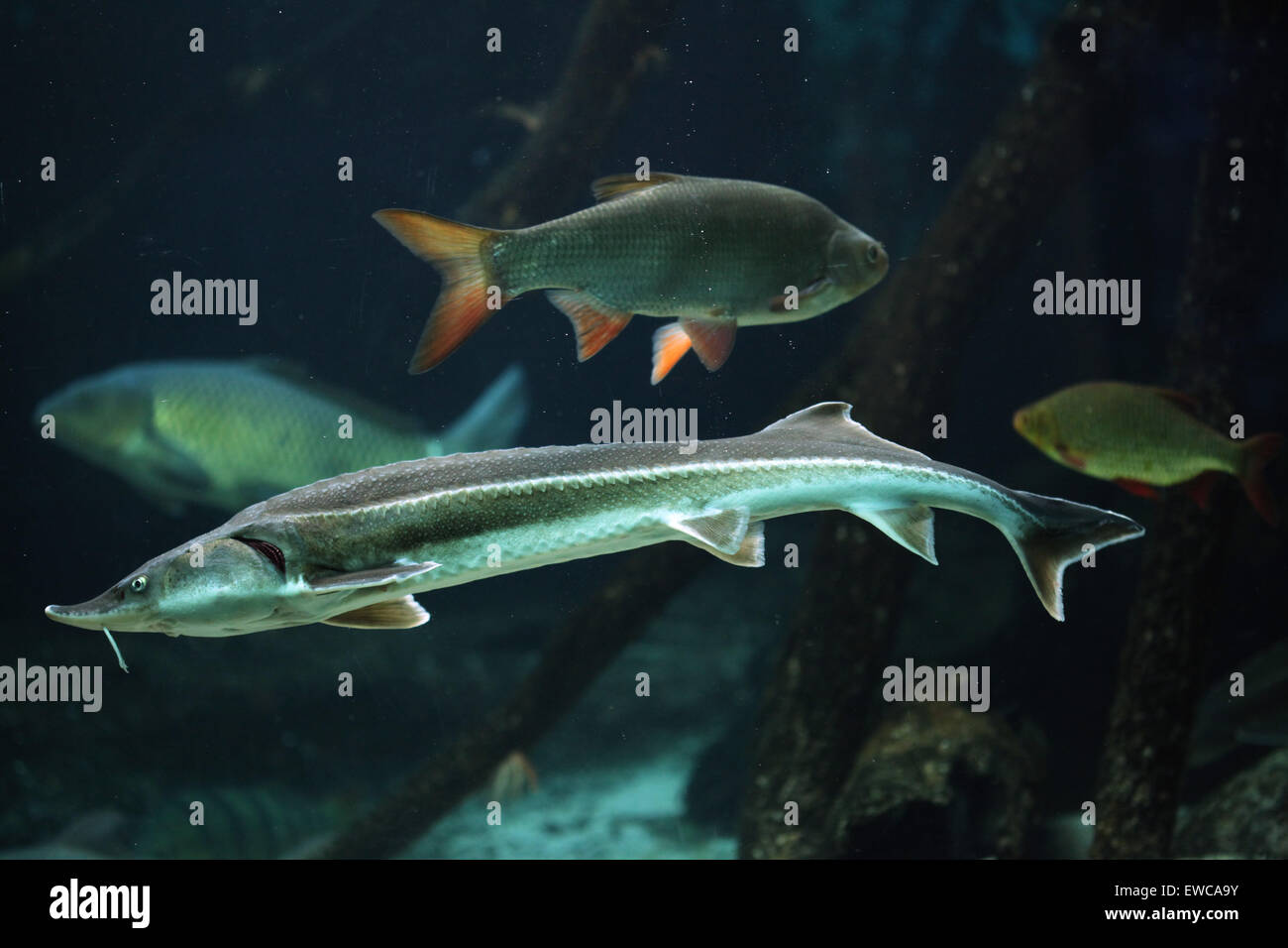 Sterlet (Acipenser ruthenus) and rudd (Scardinius erythropthalmus) at ...
