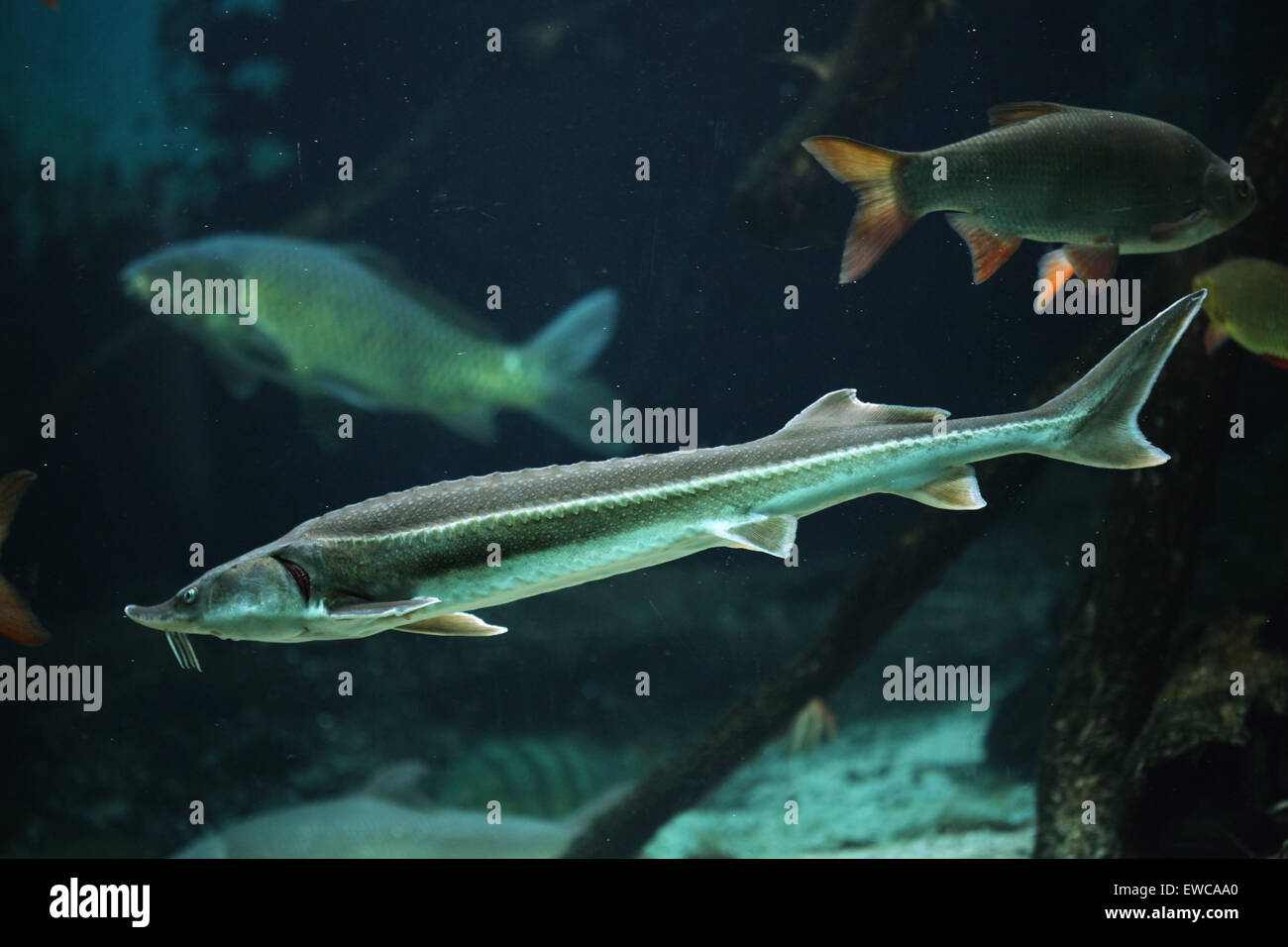 Sterlet (Acipenser ruthenus) and rudd (Scardinius erythropthalmus) at ...