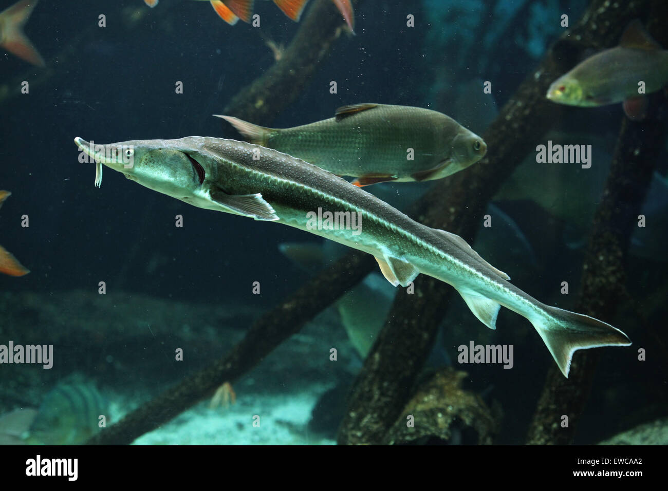 Sterlet (Acipenser ruthenus) at Frankfurt Zoo in Frankfurt am Main ...