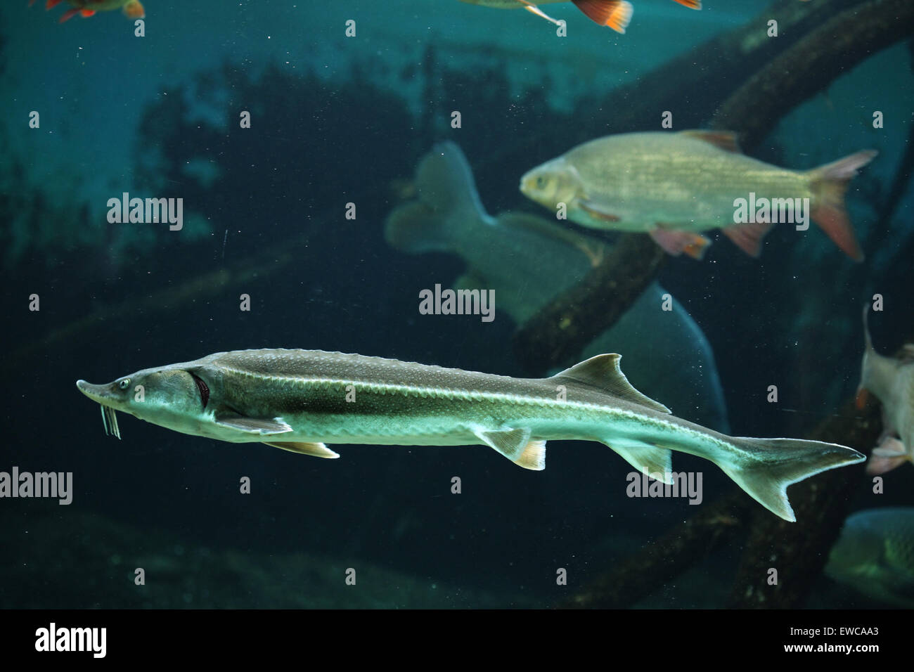 Sterlet (Acipenser ruthenus) and rudd (Scardinius erythropthalmus) at ...