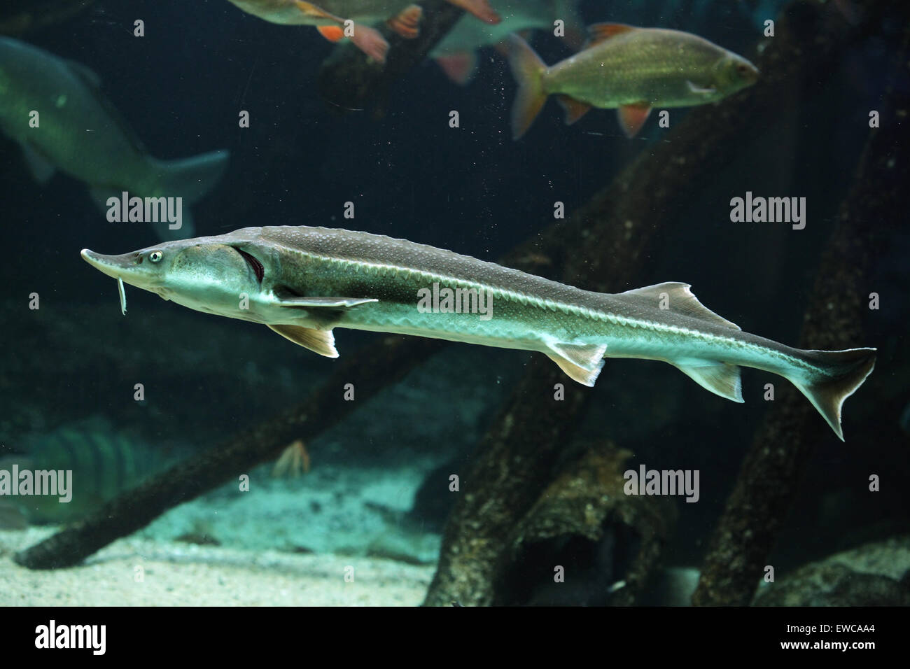 Sturgeon fish swimming hi-res stock photography and images - Alamy