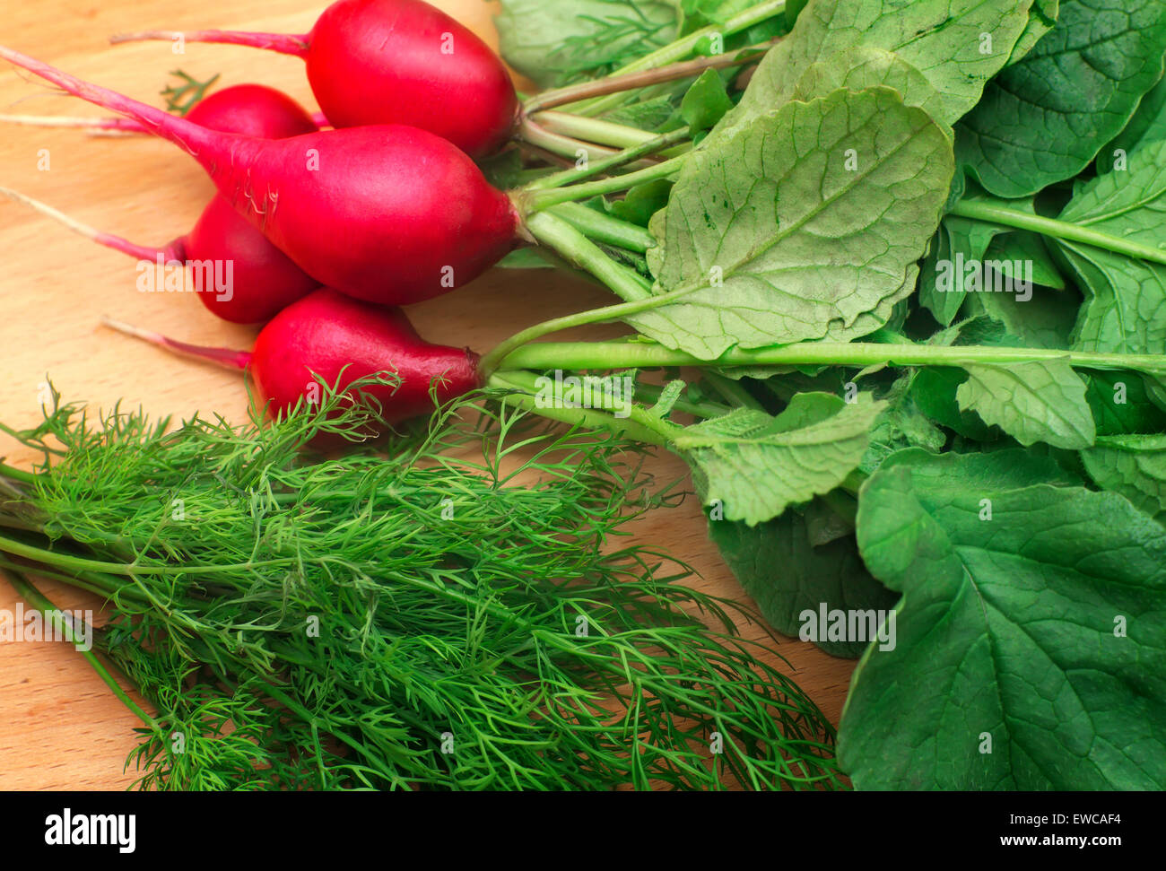 Vegetables for salad: bright red radish with green leaves and green ...