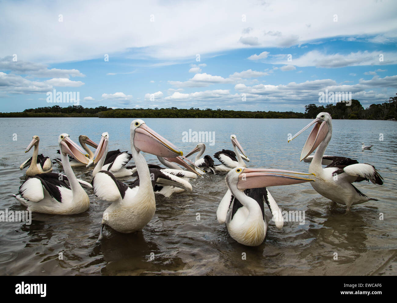 Pelicans feeding hi-res stock photography and images - Alamy