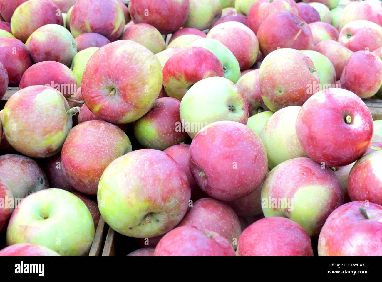 Mcintosh apples hi-res stock photography and images - Alamy