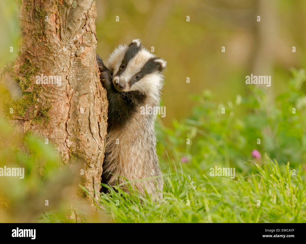 European Badger in the wildwoods Stock Photo - Alamy
