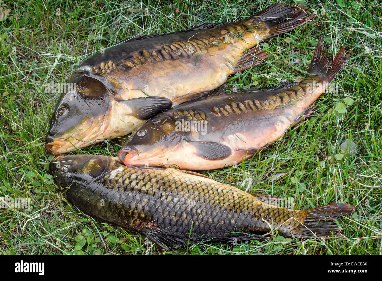 Три больших fish caught in the river, lying on the Bank on the green ...