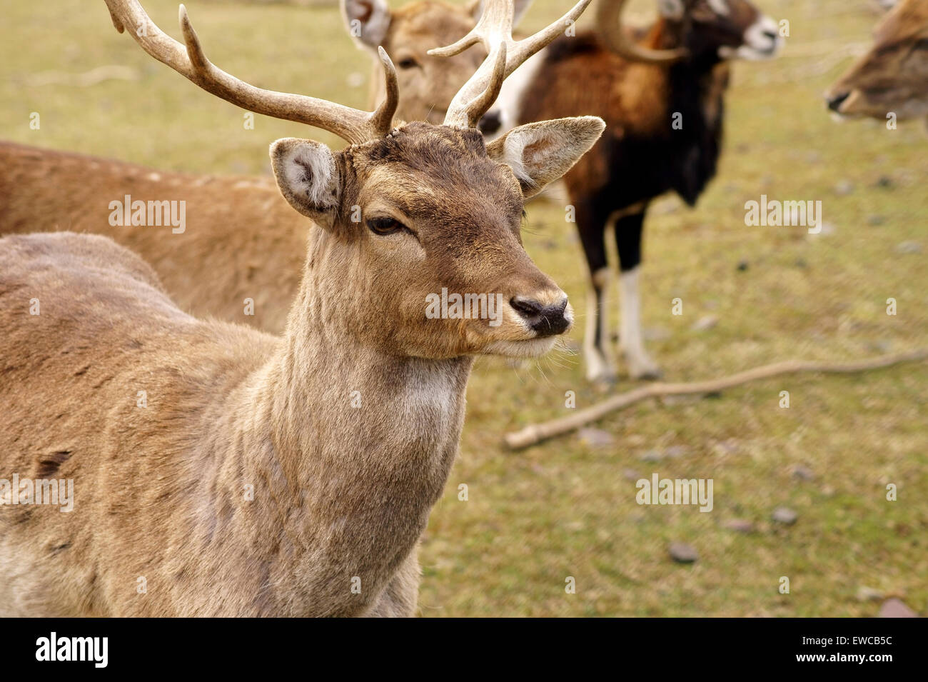 Deer farm hi-res stock photography and images - Alamy