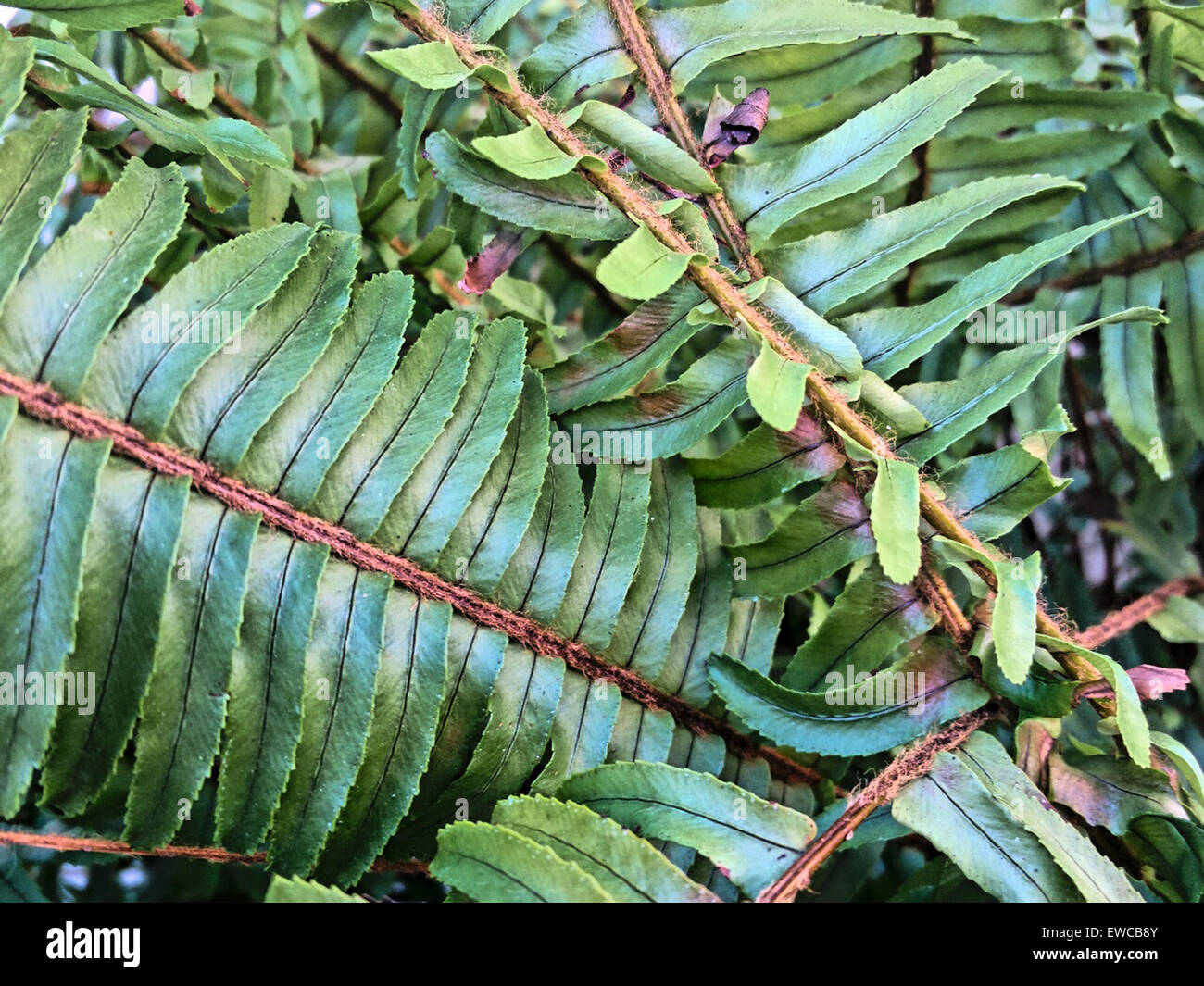 Close up the fronds of a fern plant Stock Photo - Alamy